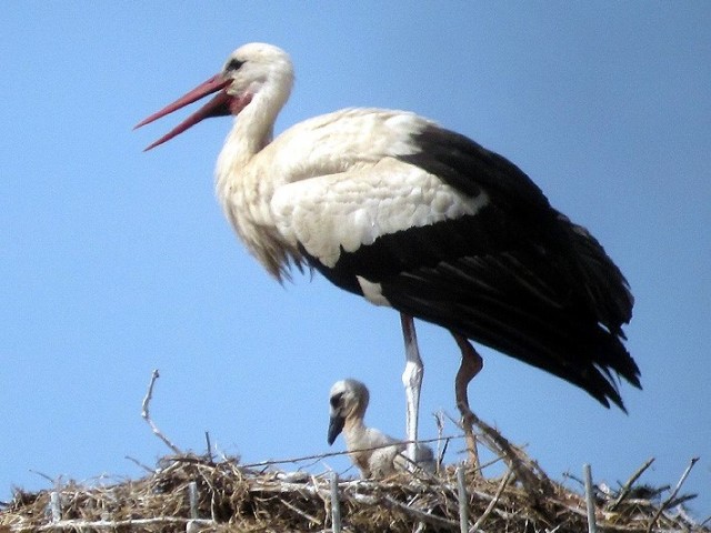 Al Centro RDP Padule di Fucecchio torna 'Il giorno della cicogna ...