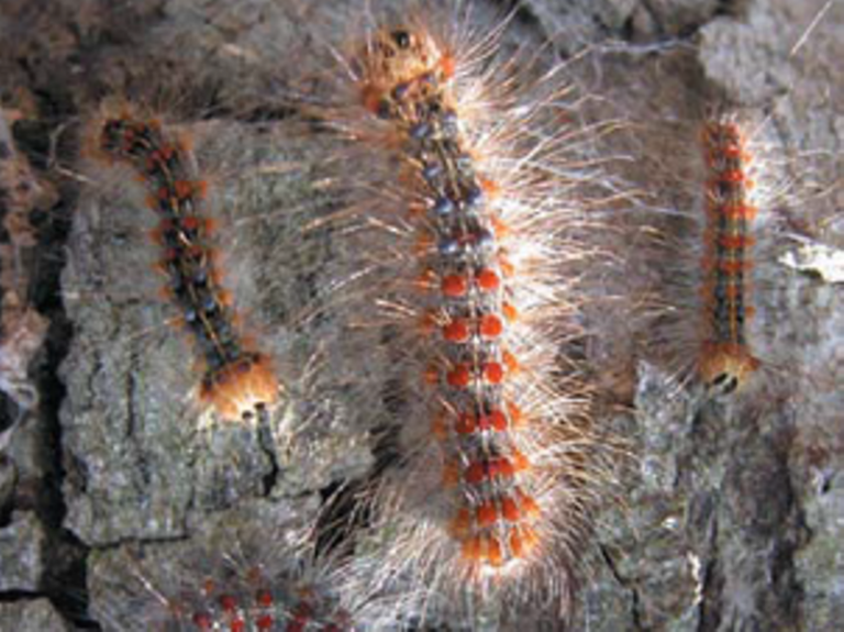 Bruchi, altri casi in Toscana: l’attacco non è mortale per i boschi ...