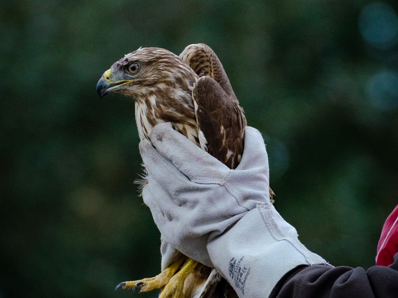 Falco e poiane curate a Livorno, saranno liberate a Villa Corridi