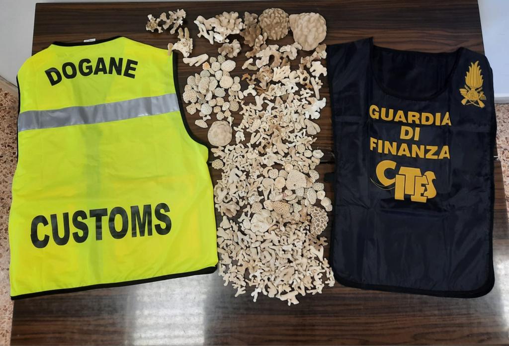 Trovati coralli in un container dal Nicaragua, sequestro e maxi multa a Livorno - gonews.it