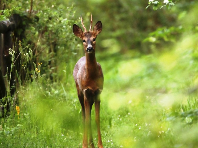 Giornata Mondiale della Fauna Selvatica: torna la visita a tema nell ...